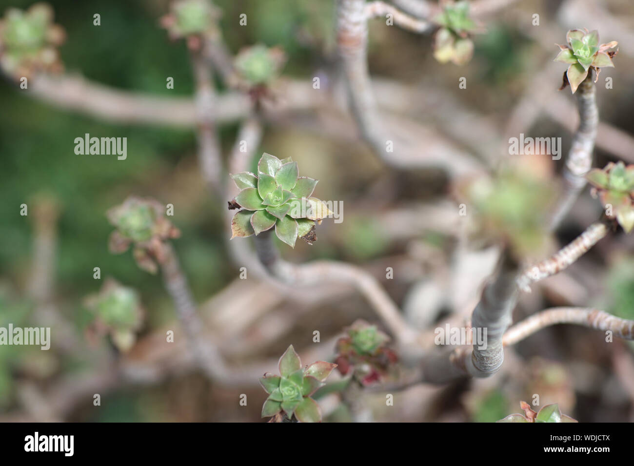 Plant with thick crooked stems and leaves collected in the outlet in a ...