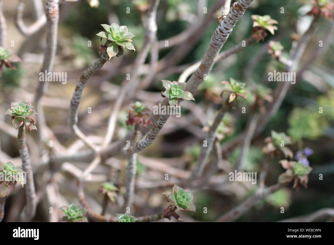 Plant with thick crooked stems and leaves collected in the outlet in a ...