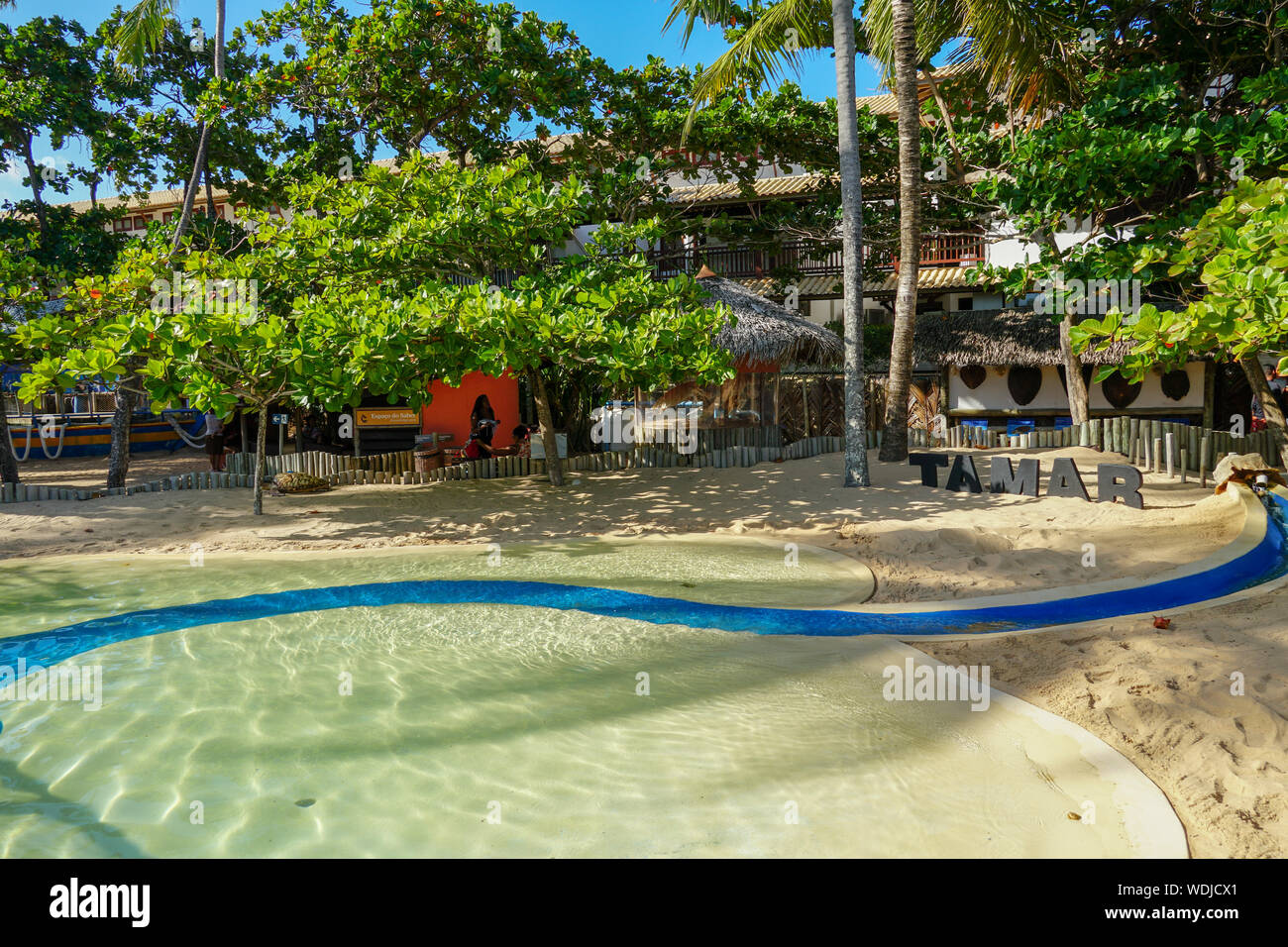 The Project Tamar, non-profit organization to protect sea turtles from ...