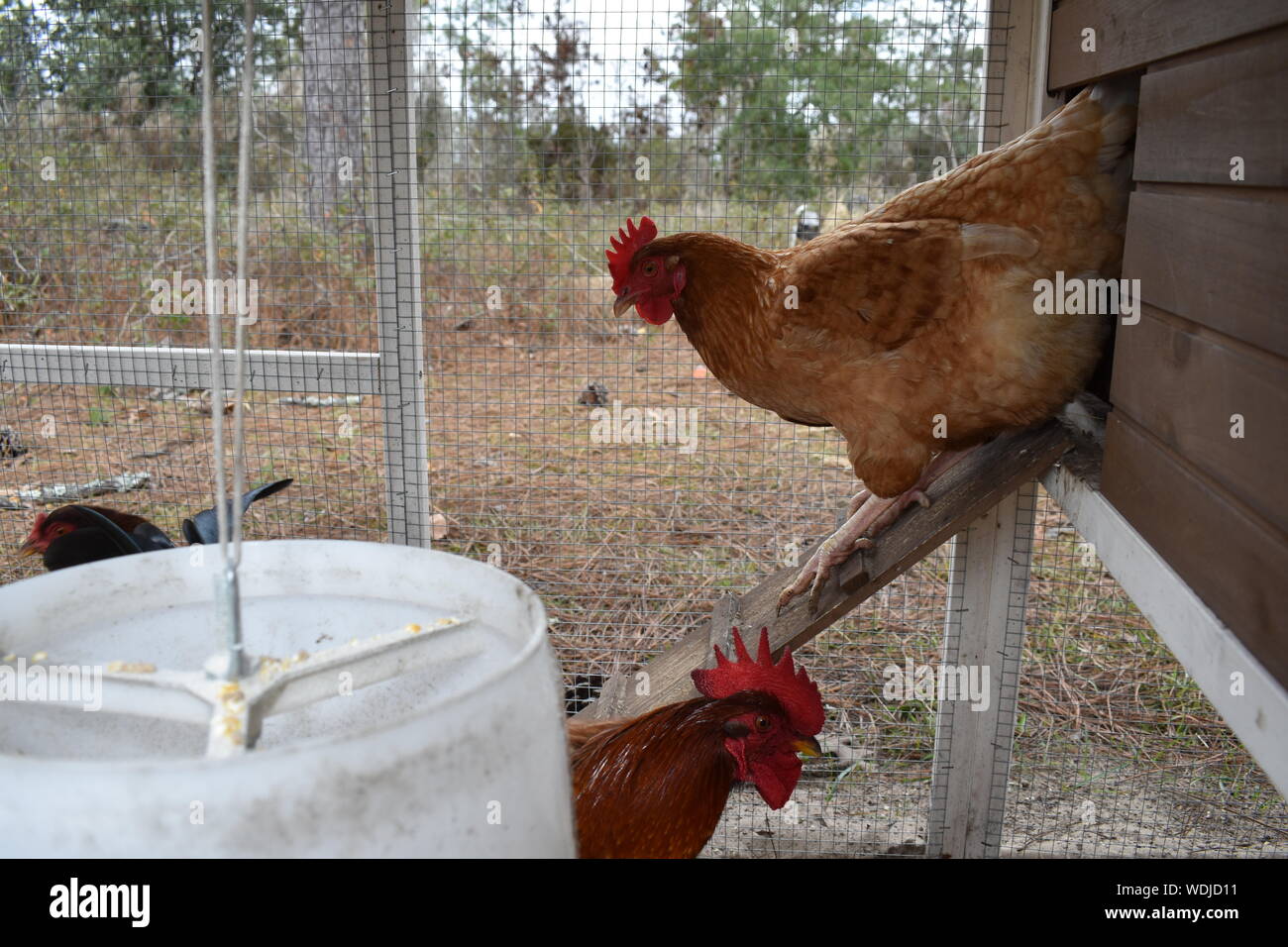 Cinnamon Queen Hen Stock Photo - Alamy
