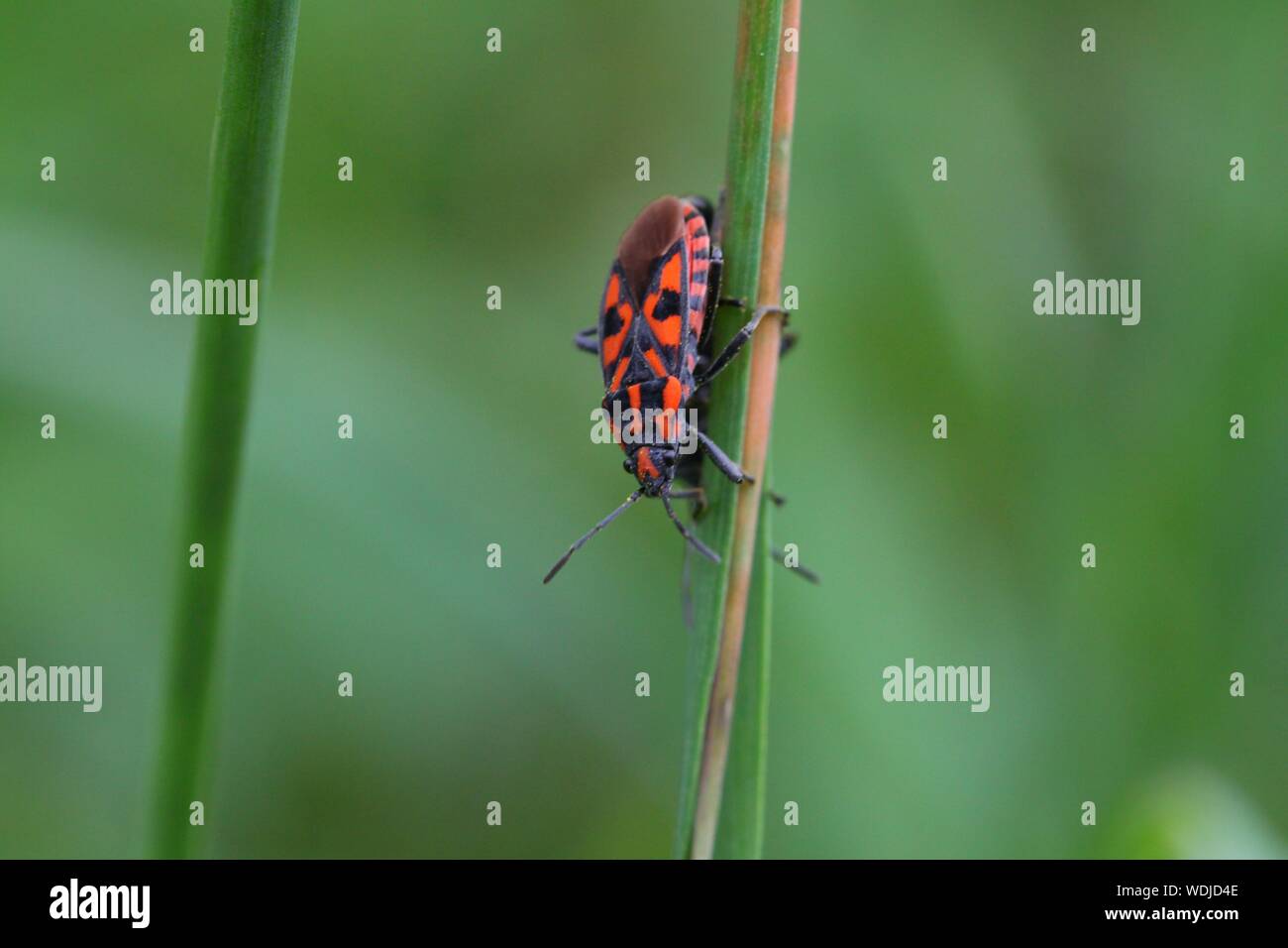 Bug in grass hi-res stock photography and images - Alamy
