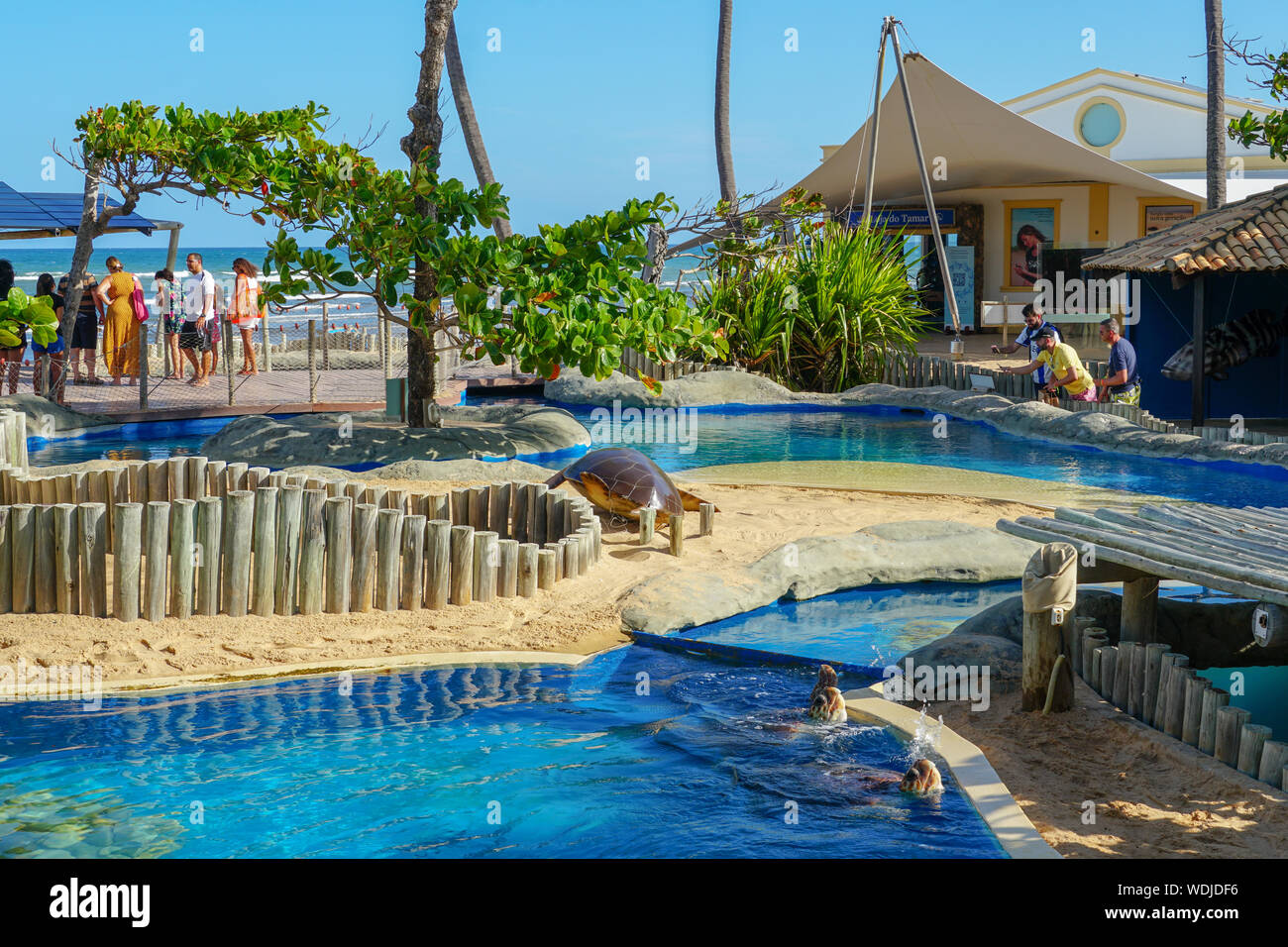 The Project Tamar, non-profit organization to protect sea turtles from ...