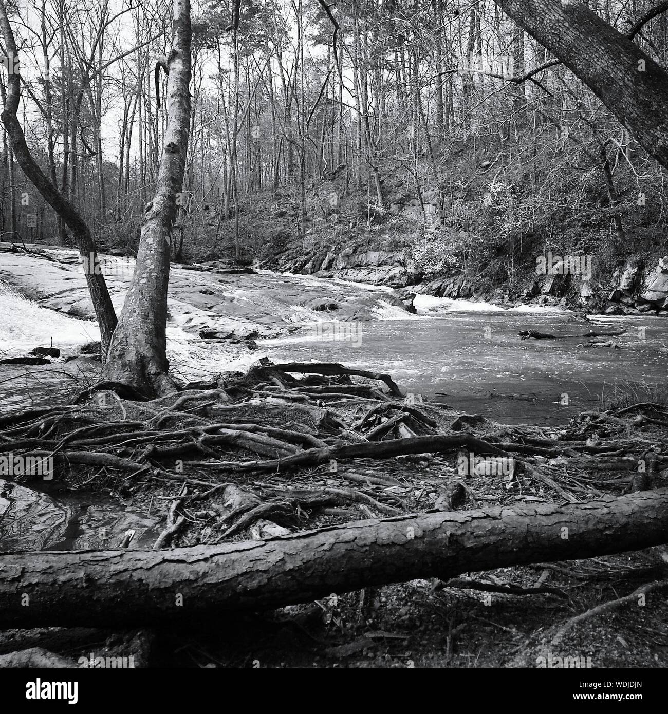 Fallen tree stream water hi-res stock photography and images - Alamy