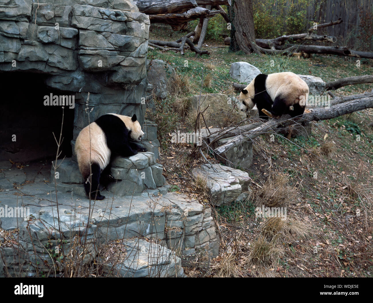 Giant pandas, the star attraction at the Smithsonian Institution's ...