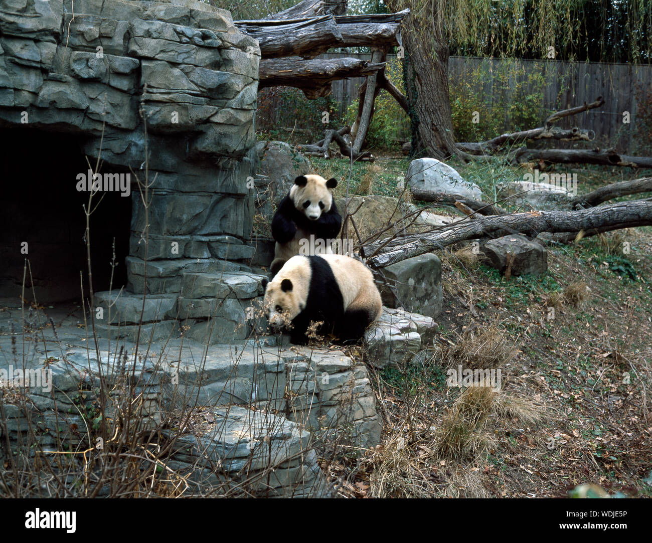 Giant pandas, the star attraction at the Smithsonian Institution's ...