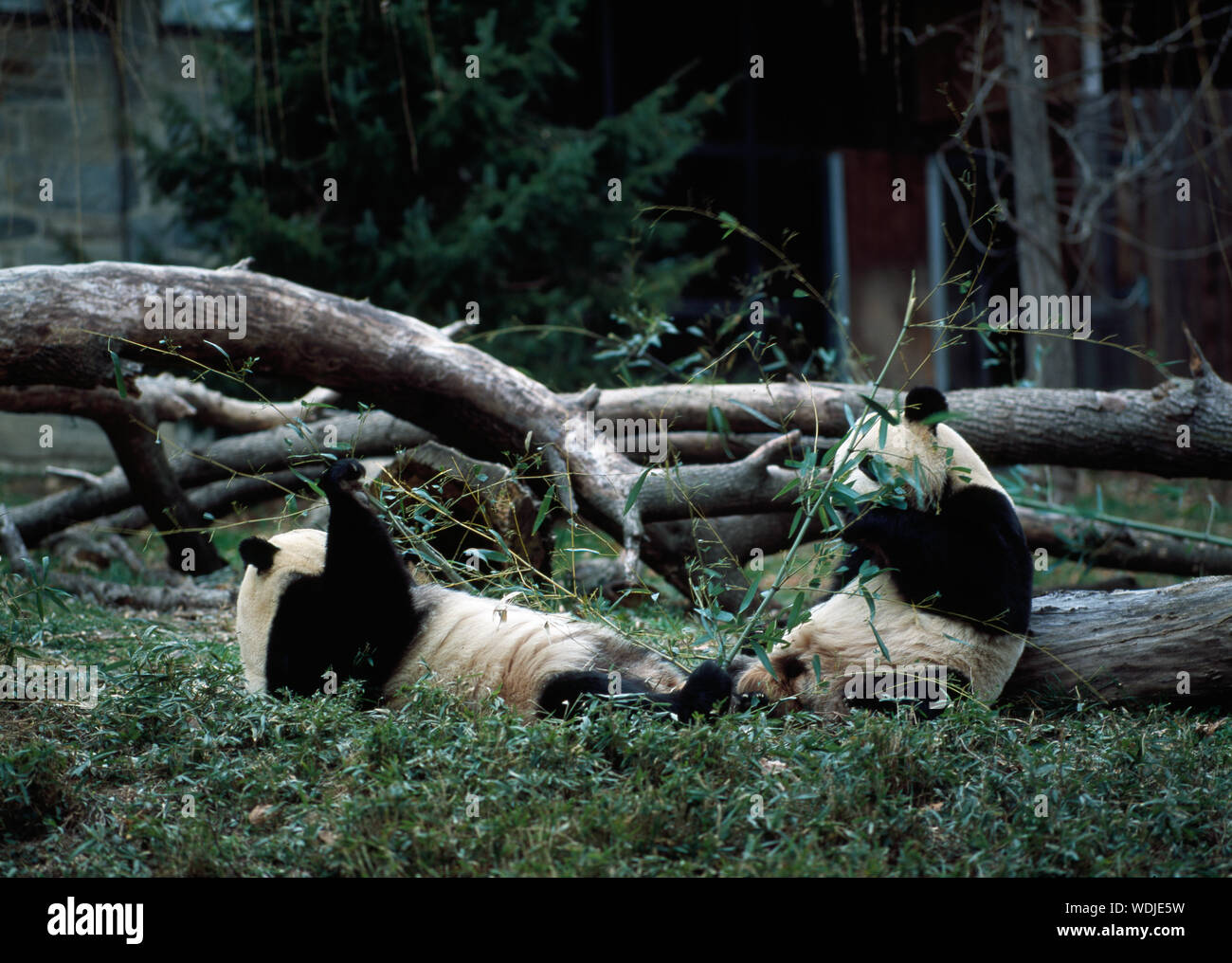 Giant pandas, the star attraction at the Smithsonian Institution's ...