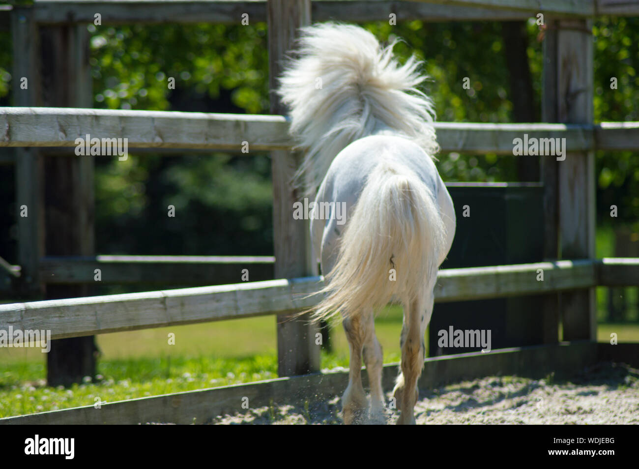 Rear view of horse hi-res stock photography and images - Alamy