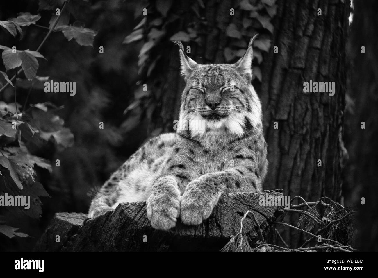 Resting lynx lynx lynx Black and White Stock Photos & Images - Alamy