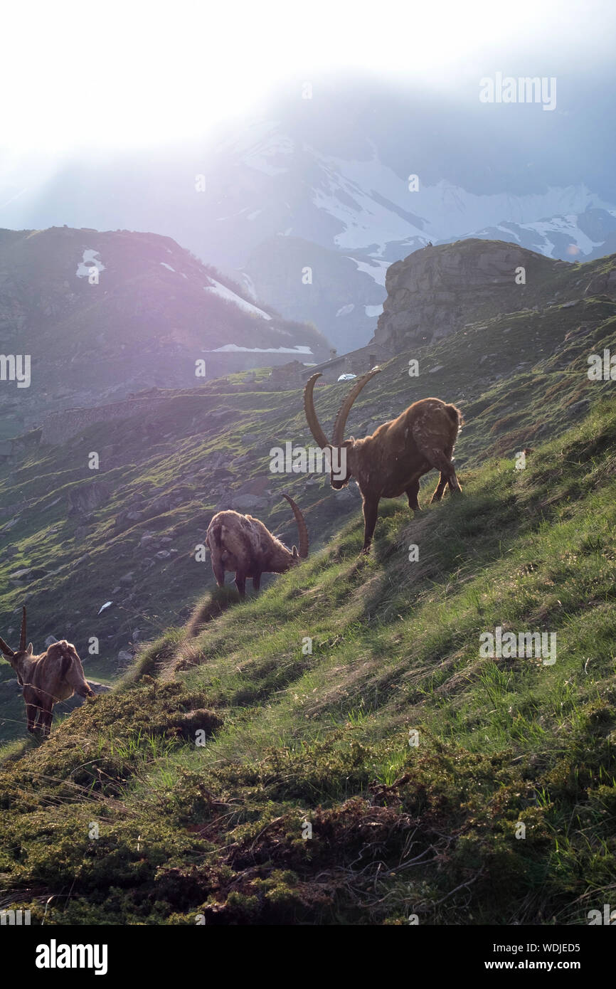 Three mountain goats hi-res stock photography and images - Alamy