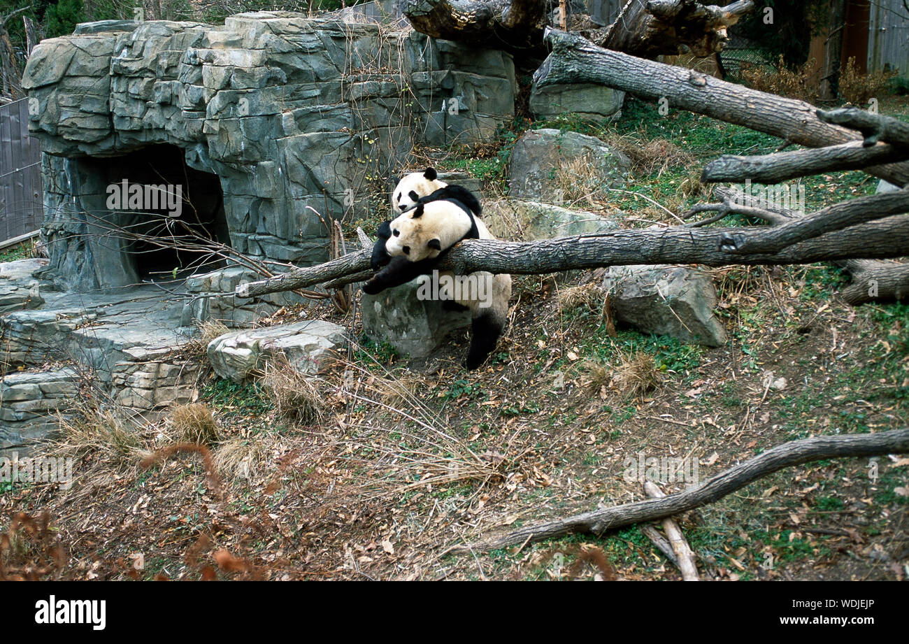 Giant pandas, the star attraction at the Smithsonian Institution's ...
