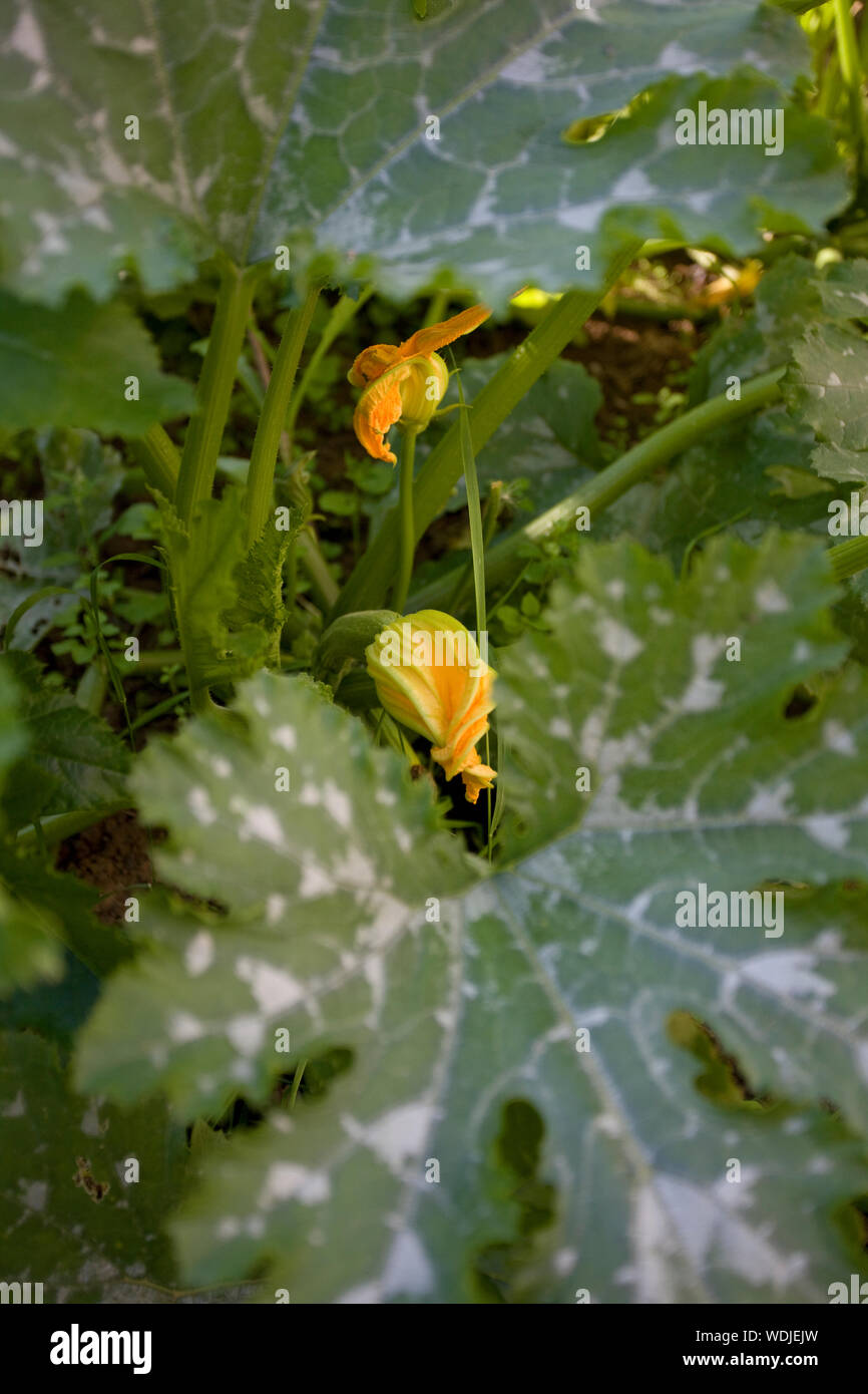 Courgette plant garden hi-res stock photography and images - Alamy