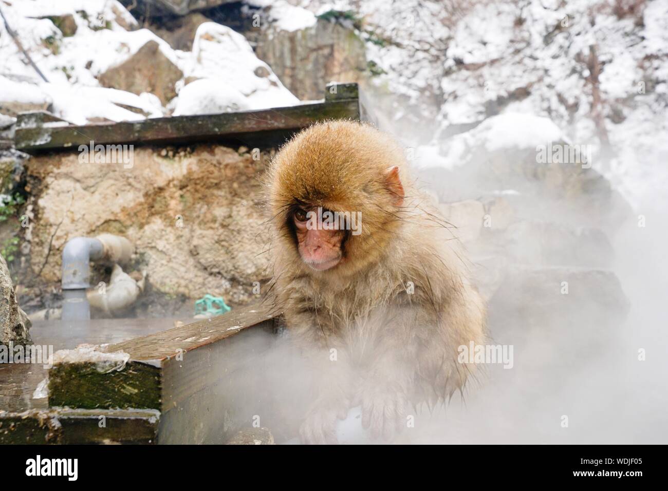 Monkey Hot Spring Japan High Resolution Stock Photography and Images ...