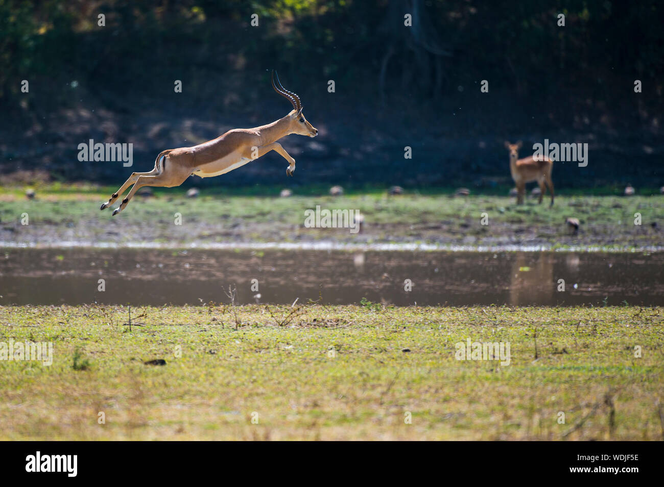 Springbok side on hi-res stock photography and images - Alamy