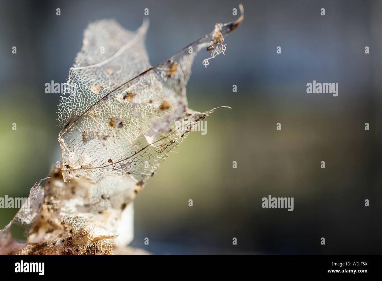Close-up Of Decayed Leaf Showing Vein Structure Stock Photo - Alamy