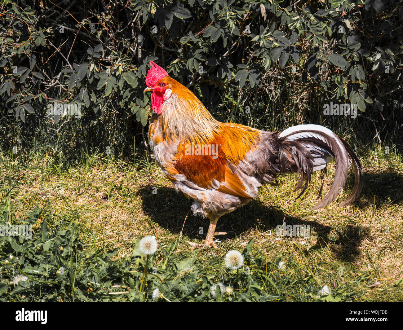 An Icelandic cockerel, free to roam around the farm Stock Photo - Alamy