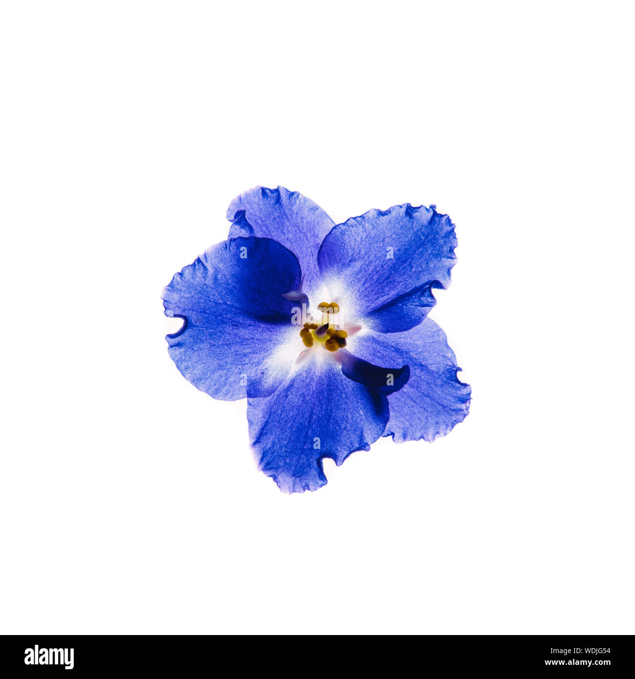 Blue violet flower isolated on white background. Bright flower top view ...