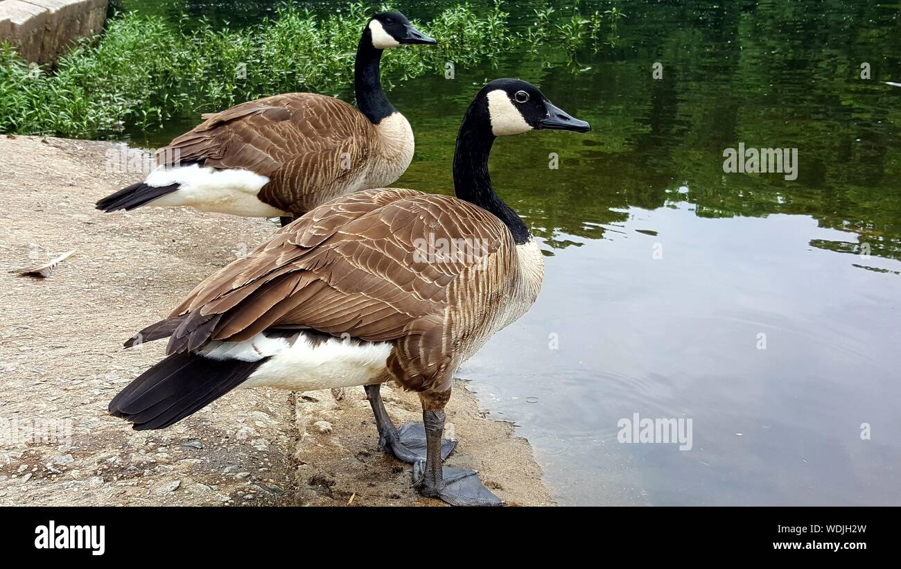 Canada geese pond hi-res stock photography and images - Alamy