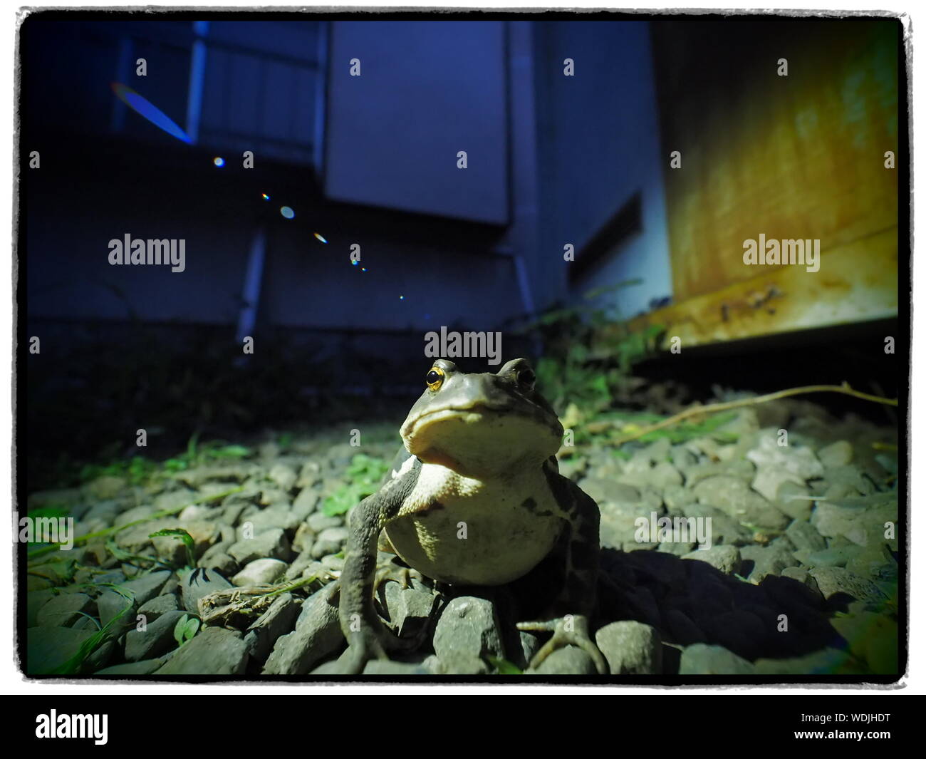 Stone toad hi-res stock photography and images - Alamy