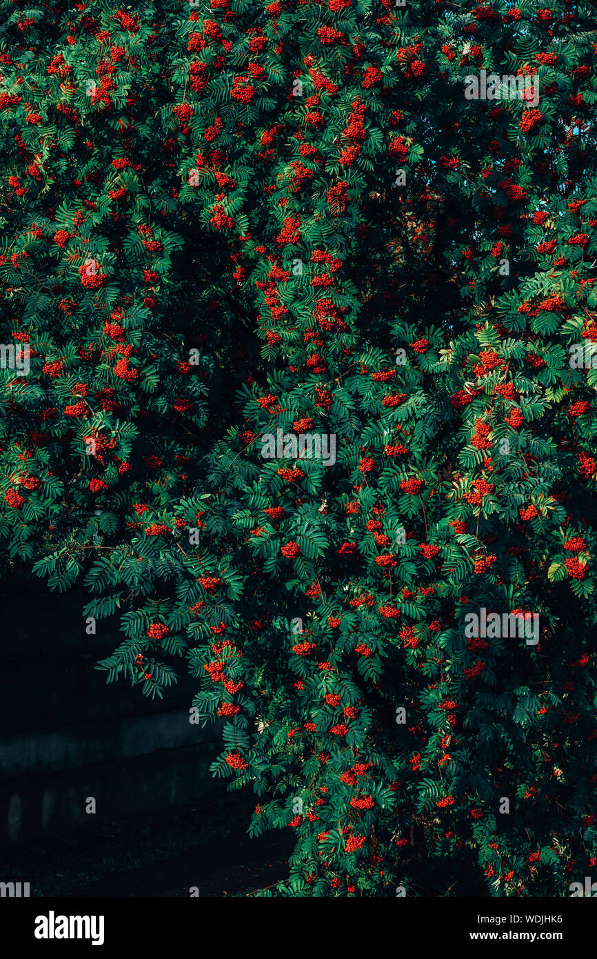 Red rowan tree with natural light and sunlight. Big harvest of fruits ...