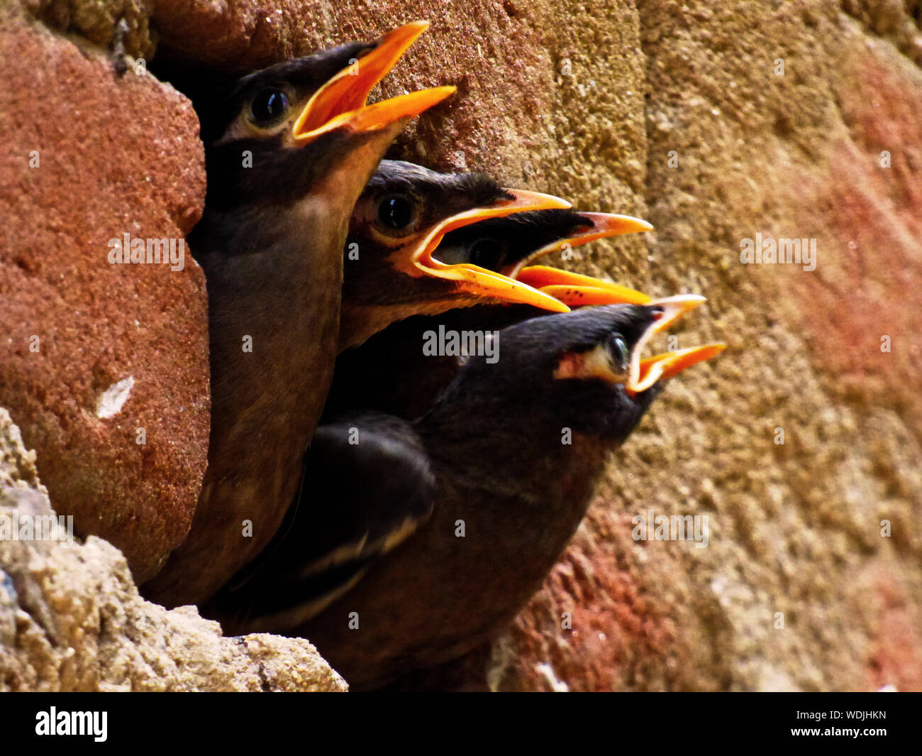 Crying Birds High Resolution Stock Photography and Images - Alamy