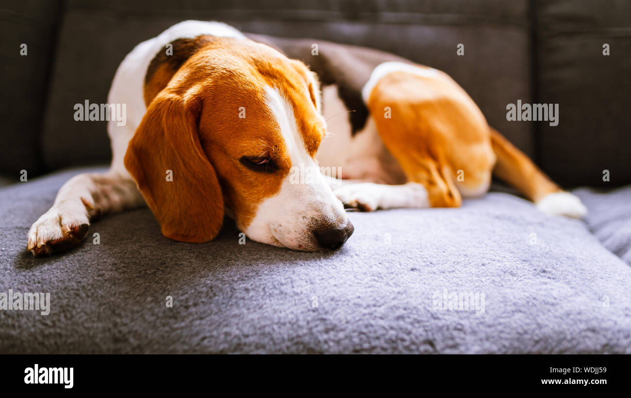 Dog lying on the sofa. Funny beagle pose. Canine background Stock Photo ...
