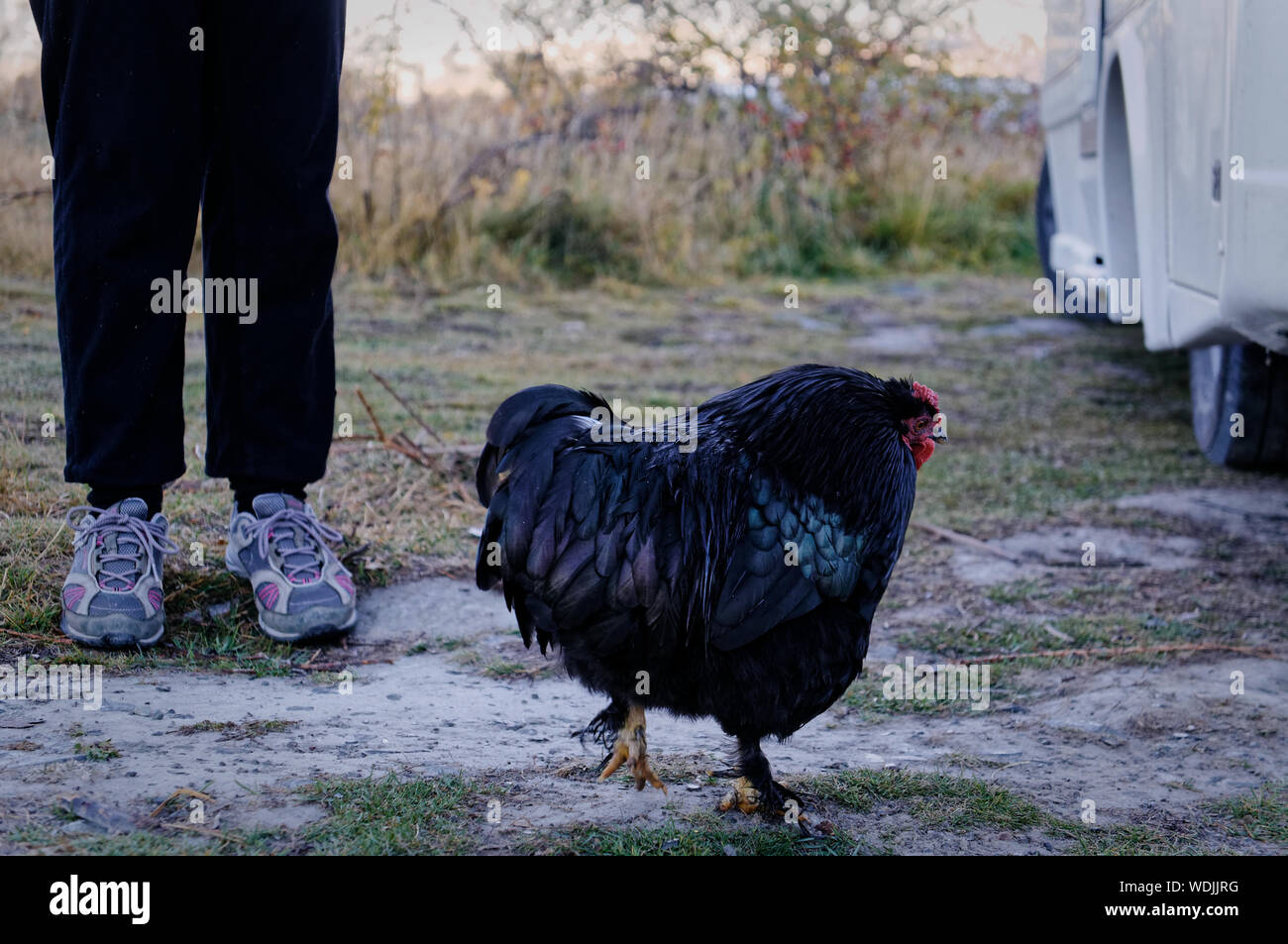 Black rooster hi-res stock photography and images - Alamy
