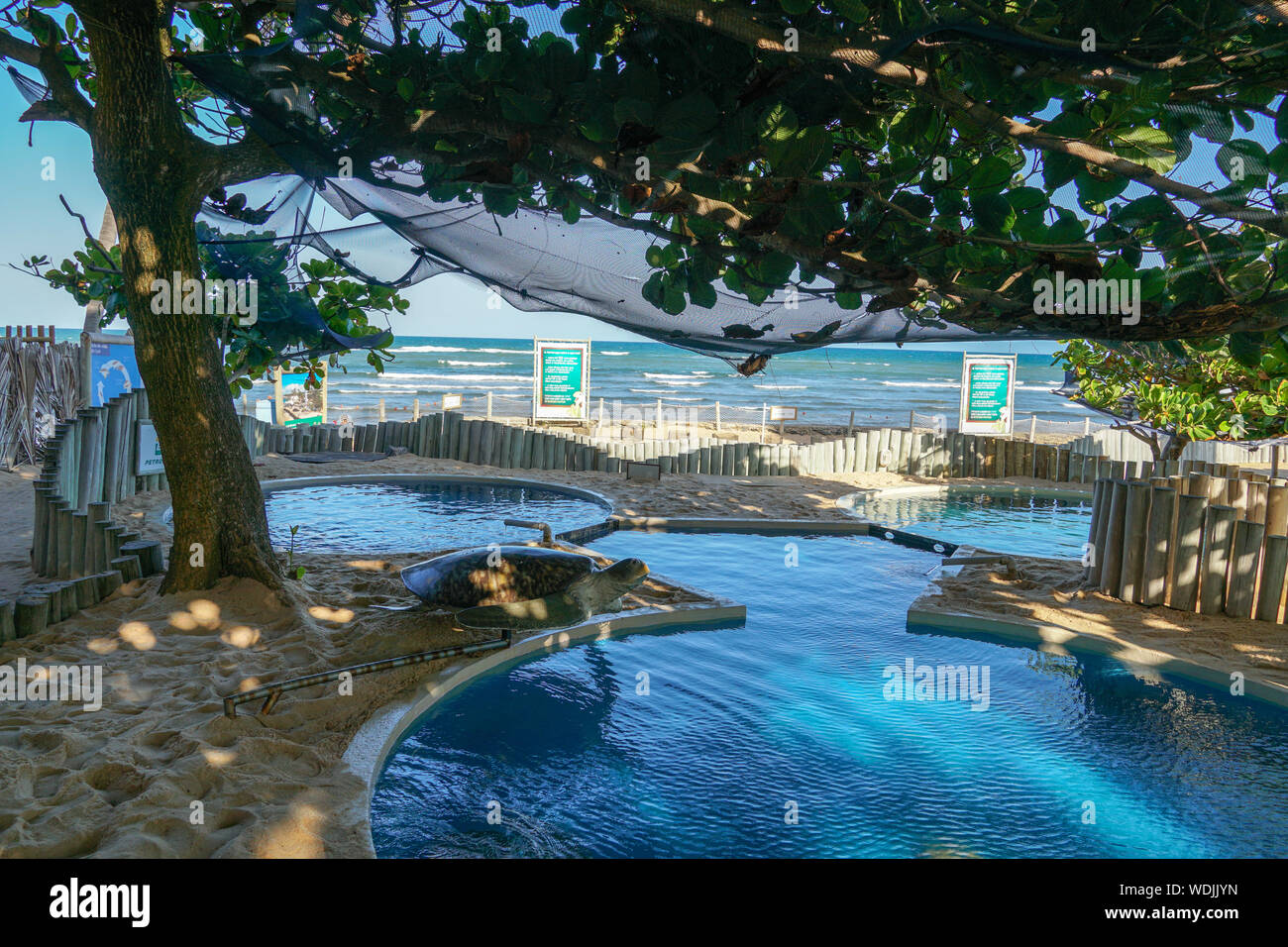 The Project Tamar, non-profit organization to protect sea turtles from ...