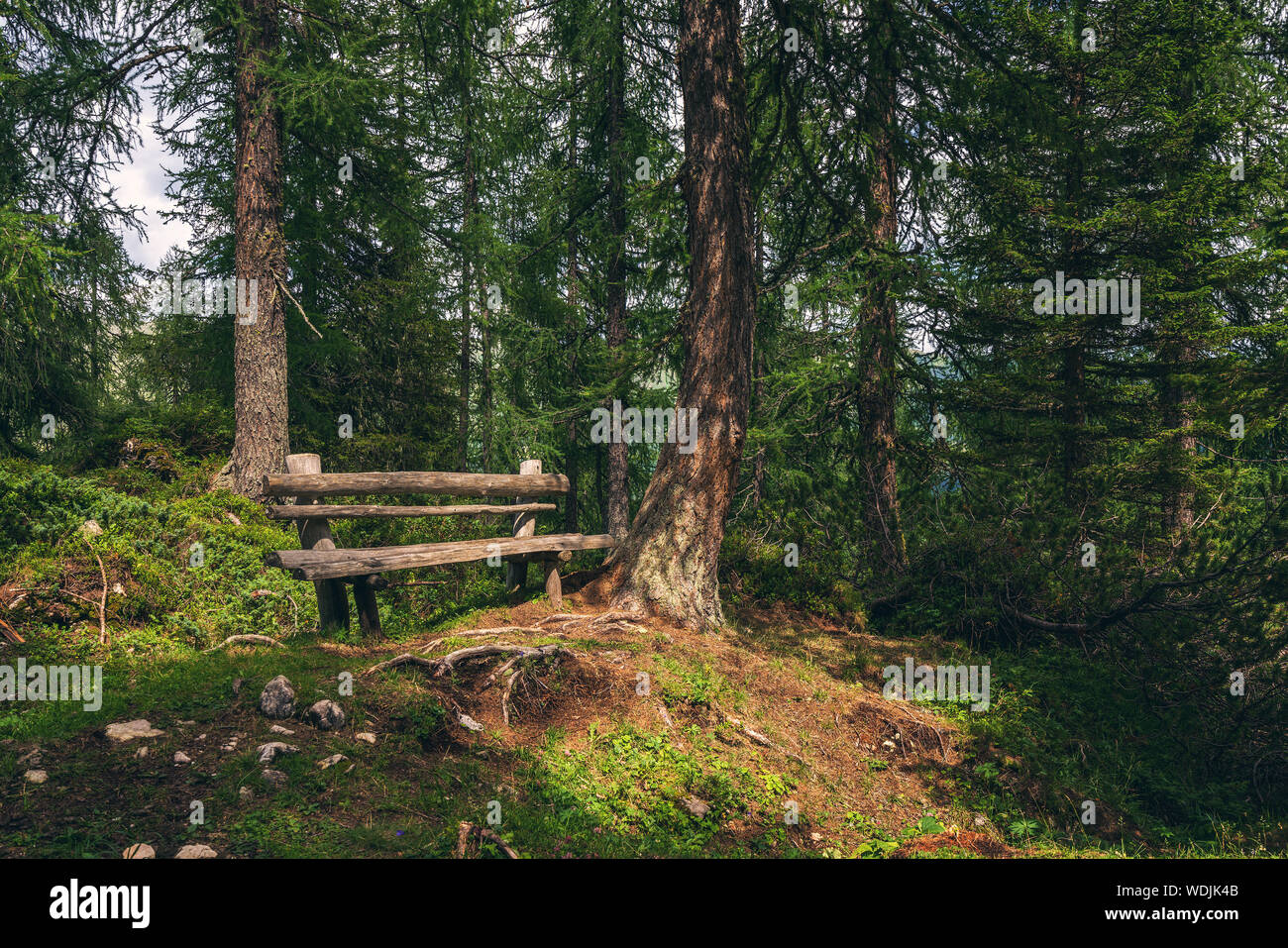 a bench in the mountain forest Stock Photo - Alamy