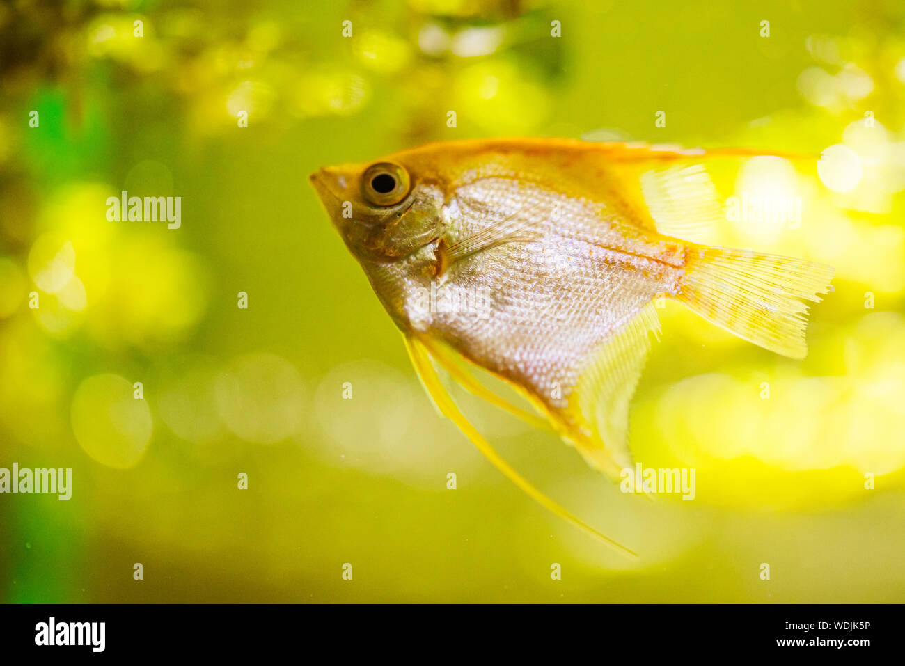 Freshwater Angelfish High Resolution Stock Photography and Images - Alamy