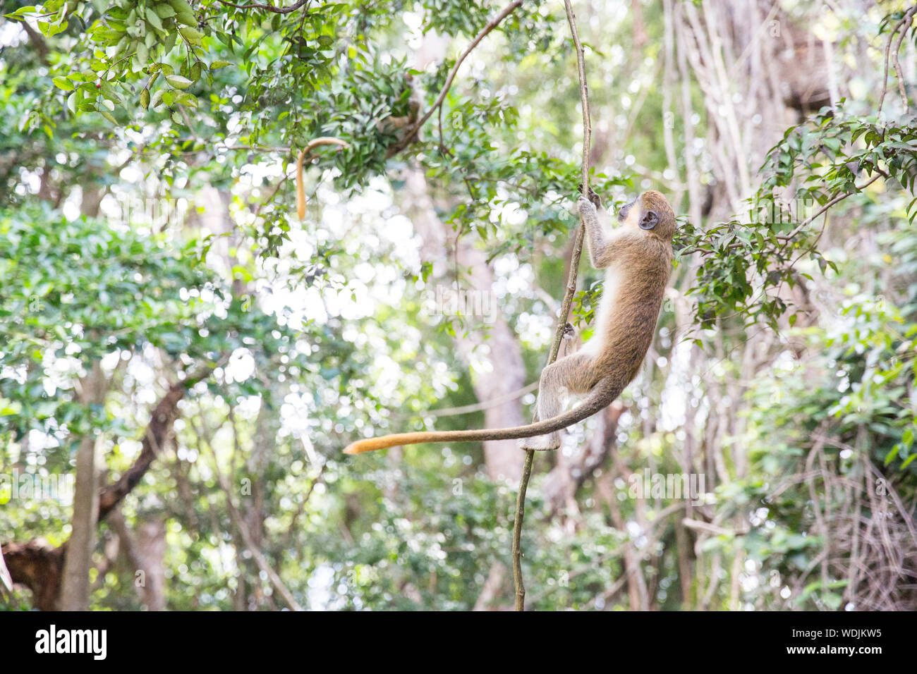 Tree climbing monkey hi-res stock photography and images - Alamy