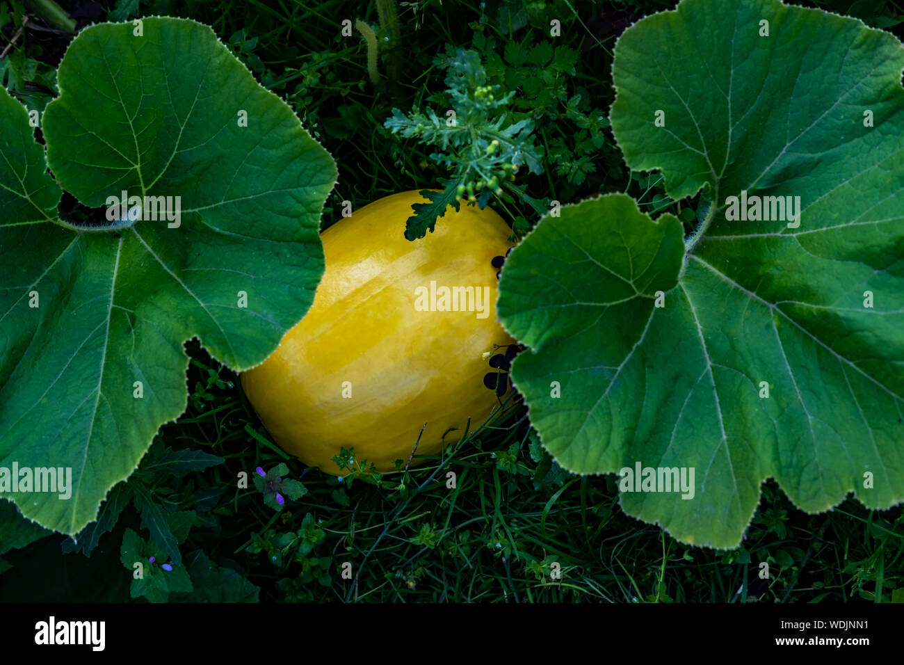 Fresh yellow pumpkin grows in the garden close up view. Summer ...