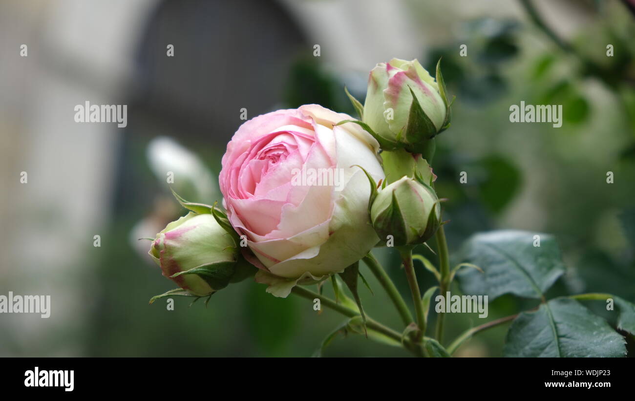 Rose pale hi-res stock photography and images - Alamy