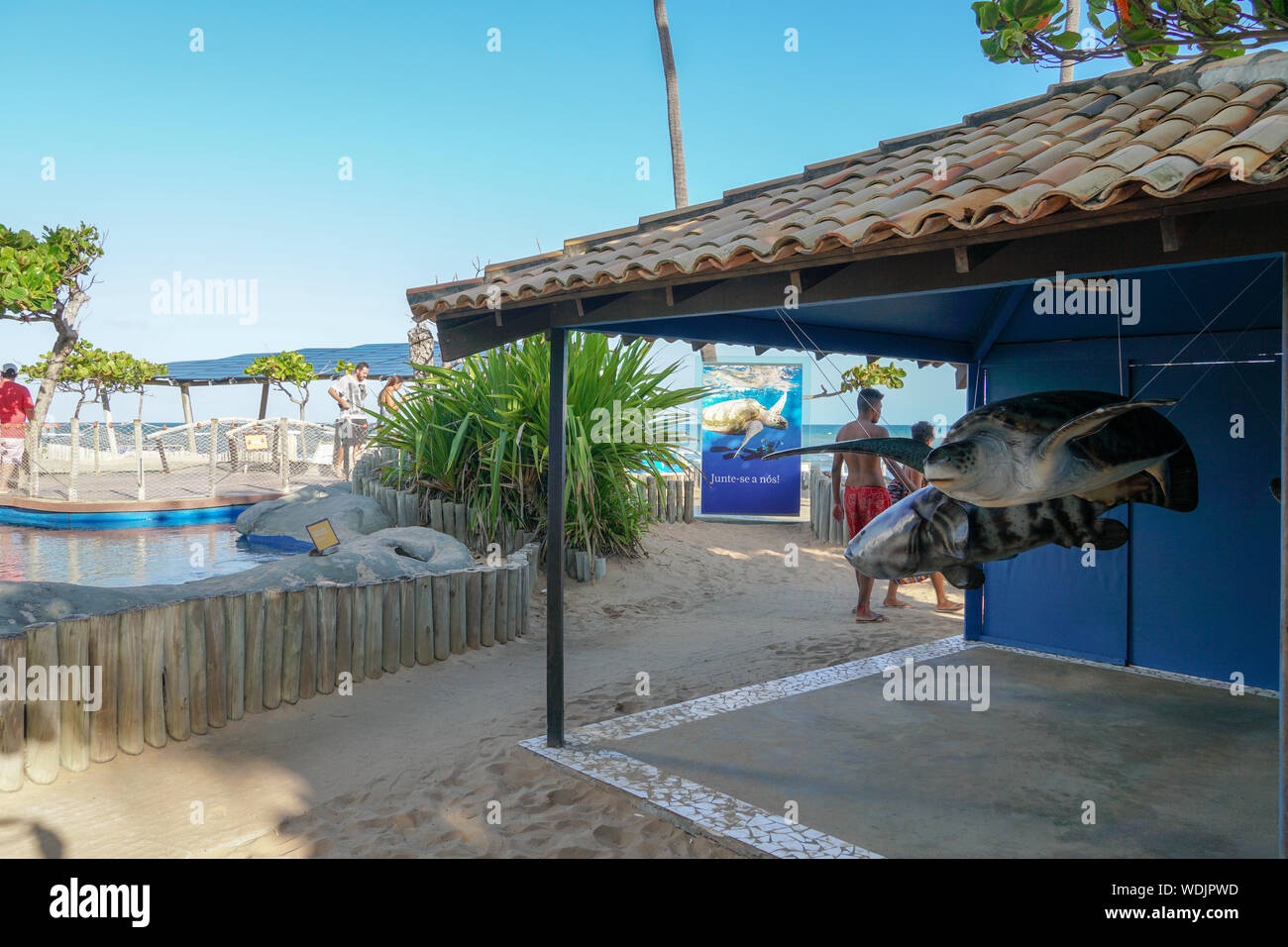 The Project Tamar, non-profit organization to protect sea turtles from ...