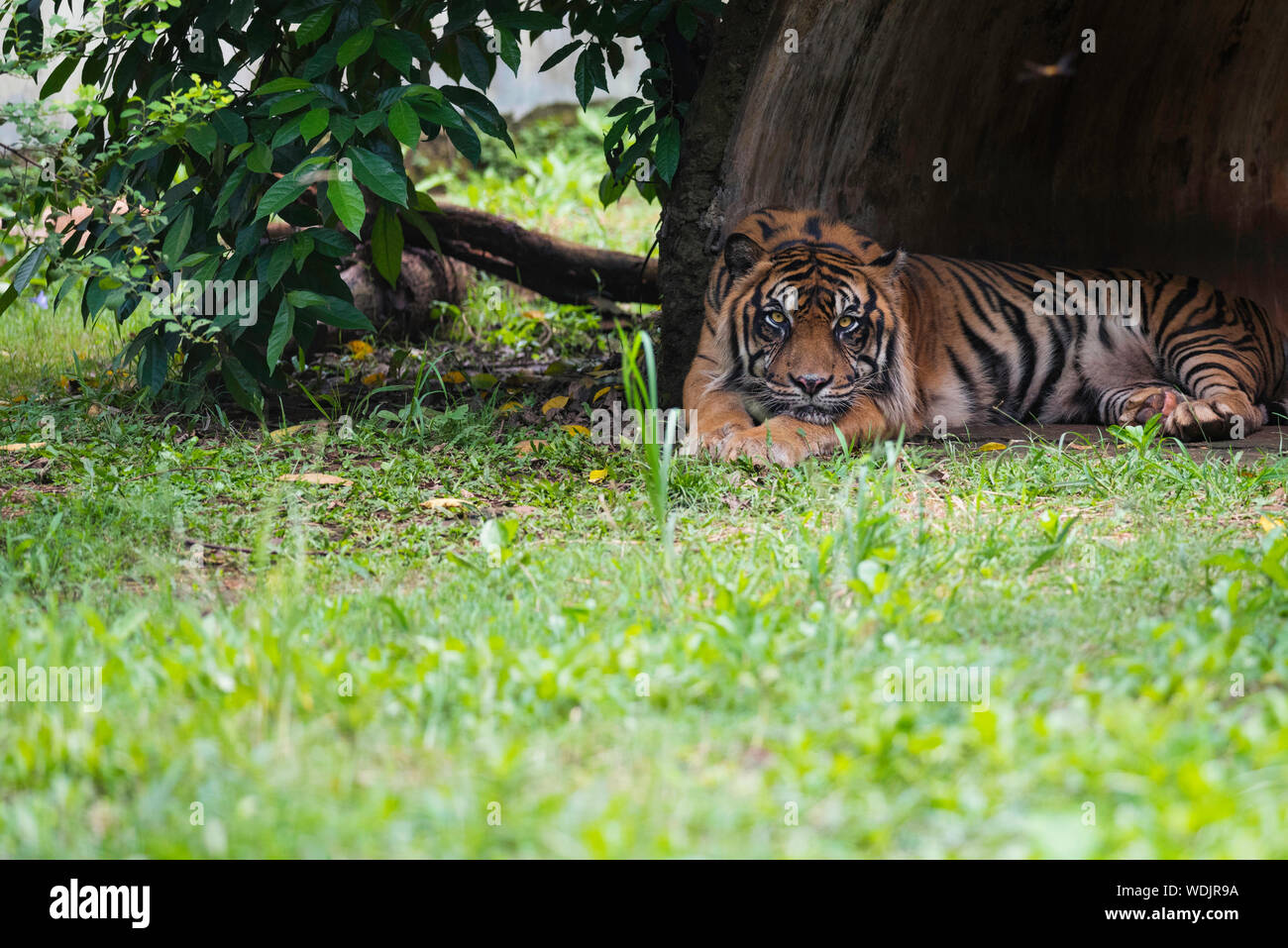 Tiger Hiding Grass High Resolution Stock Photography and Images - Alamy