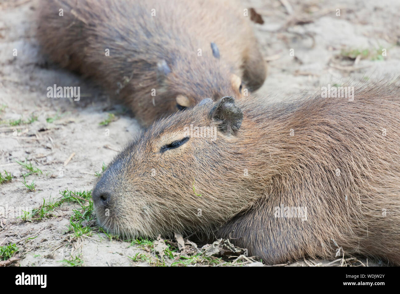 Sleeping capybara hi-res stock photography and images - Alamy