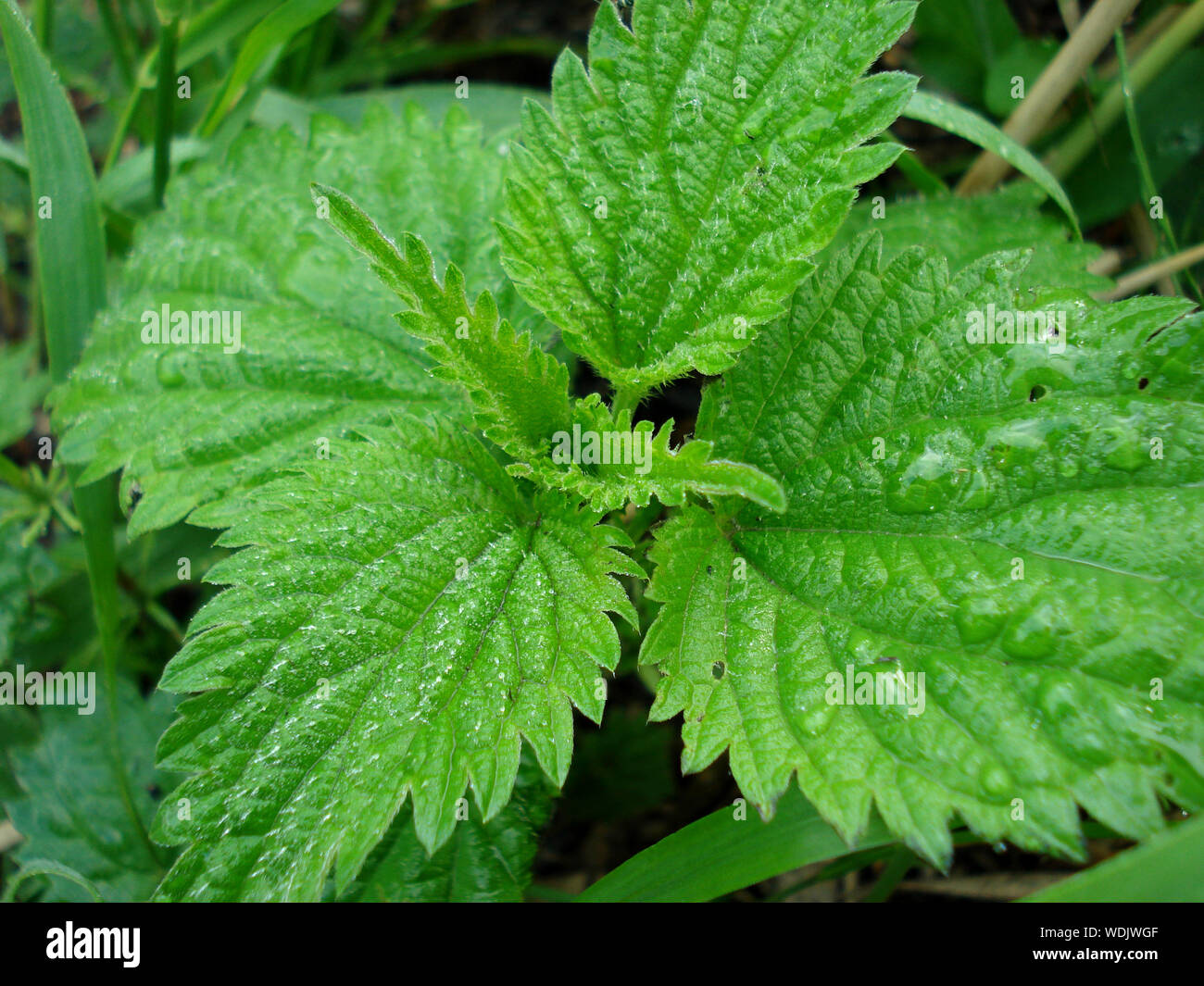 Young nettles urtica dioica hi-res stock photography and images - Alamy