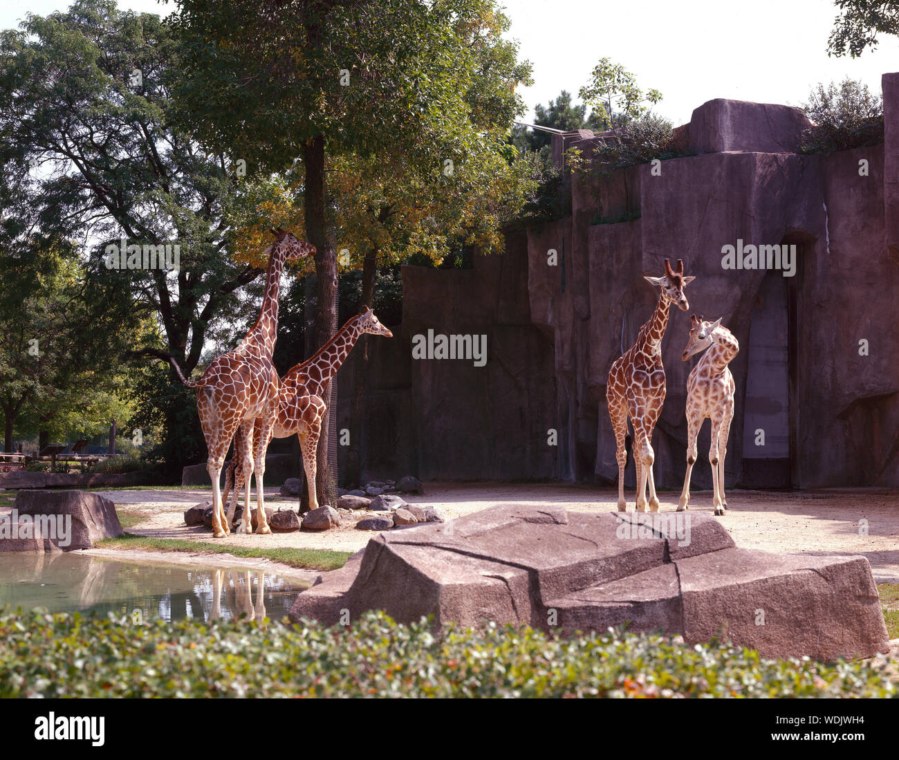 Giraffes at Lincoln Park Zoo, Chicago, Illinois Stock Photo - Alamy