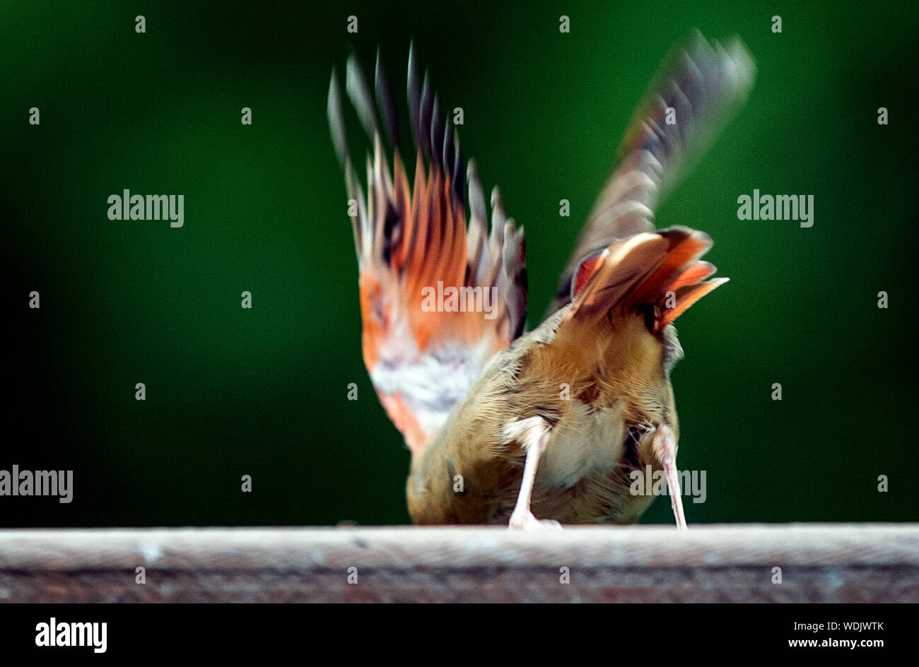 Head first hi-res stock photography and images - Alamy