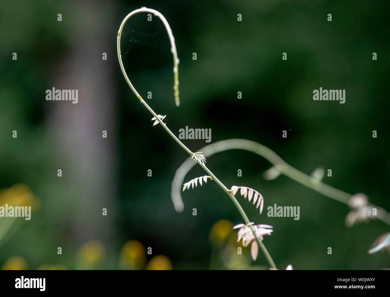 Tangled stems hi-res stock photography and images - Alamy