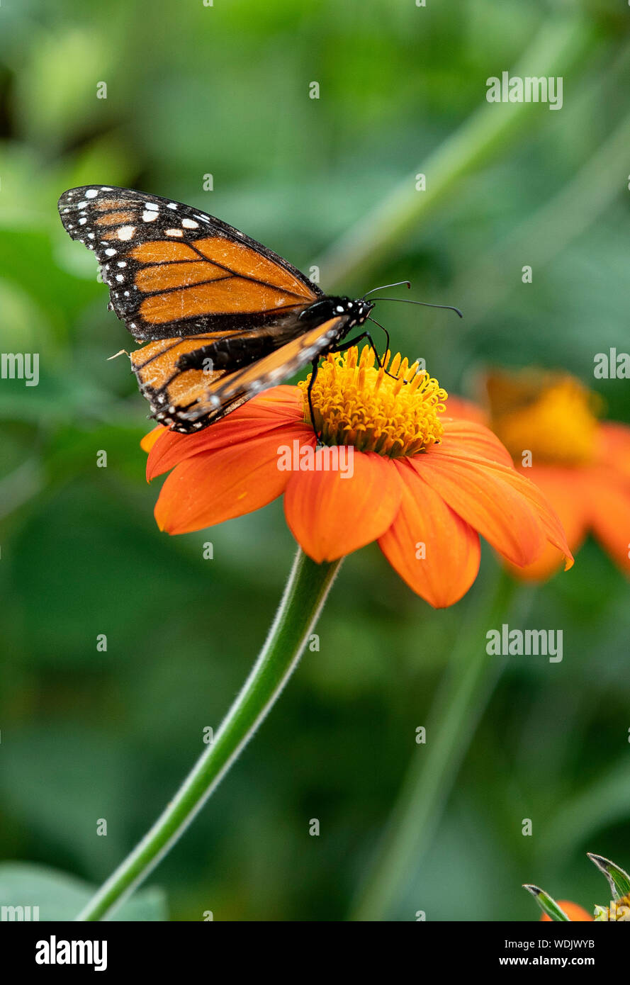 Monarch butterly hi-res stock photography and images - Alamy