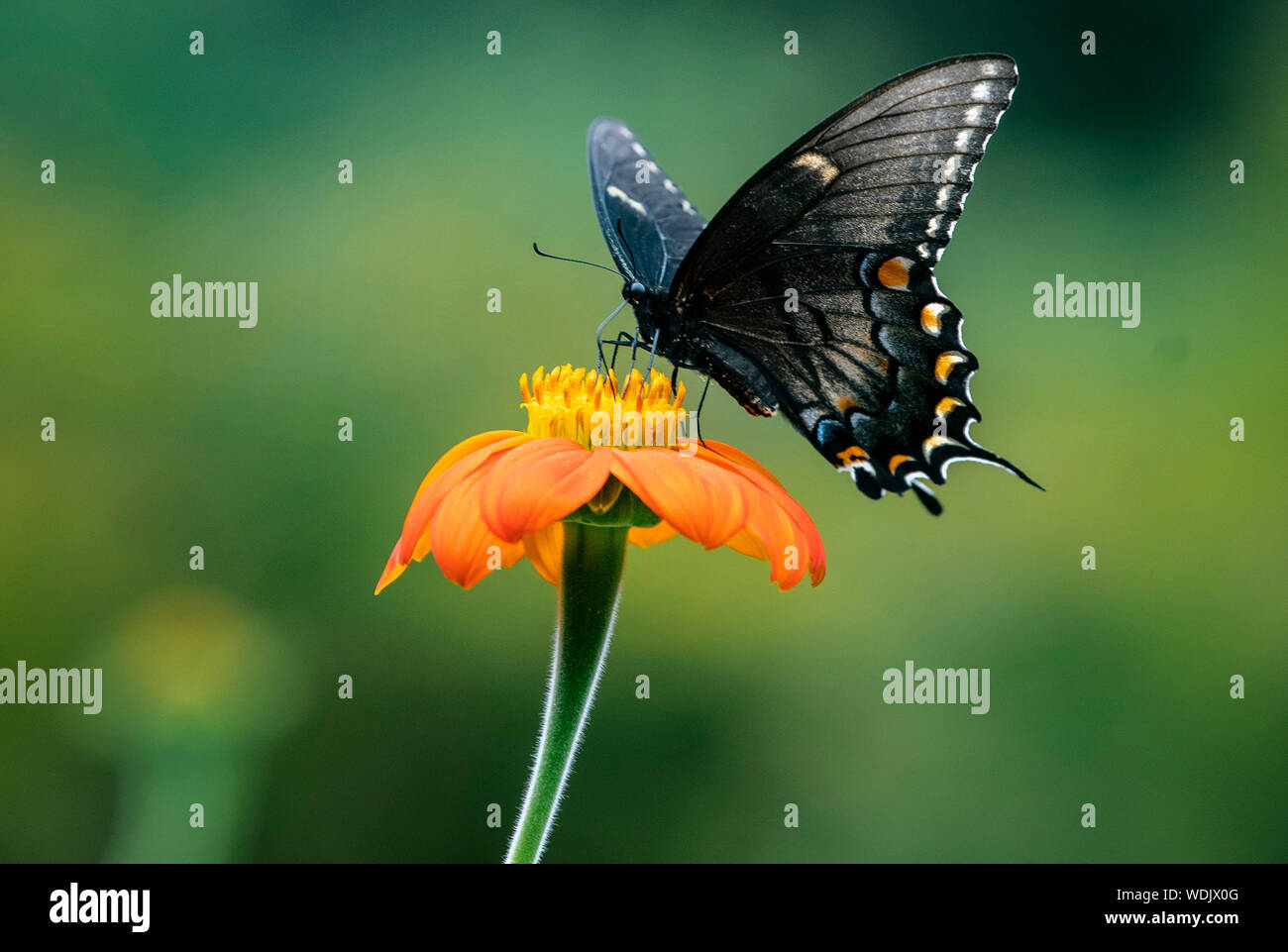 Flying with wings hi-res stock photography and images - Alamy