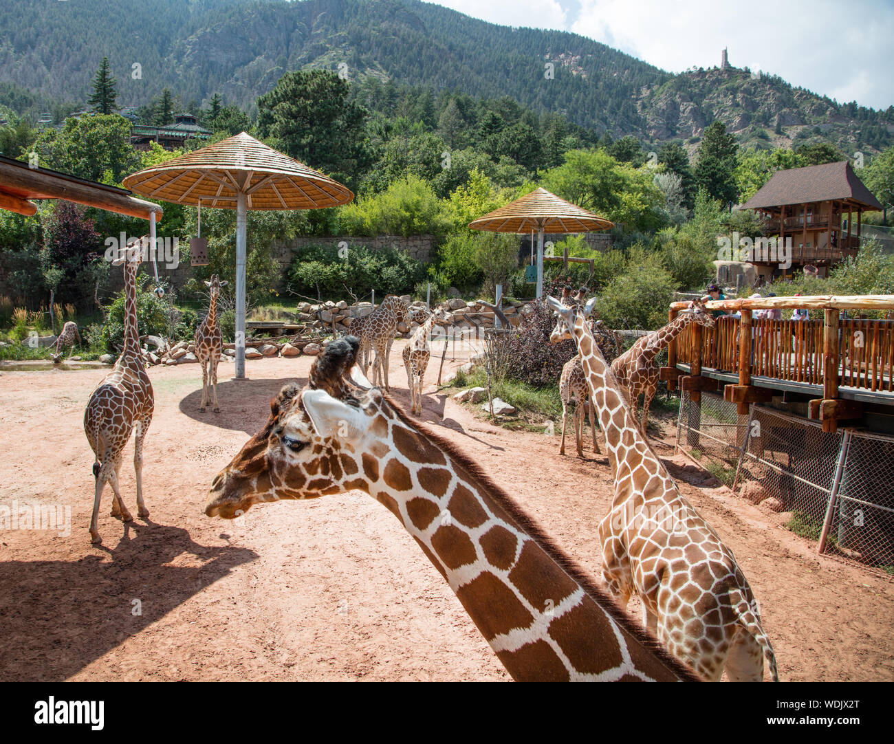 Prolific in zoo hi-res stock photography and images - Alamy