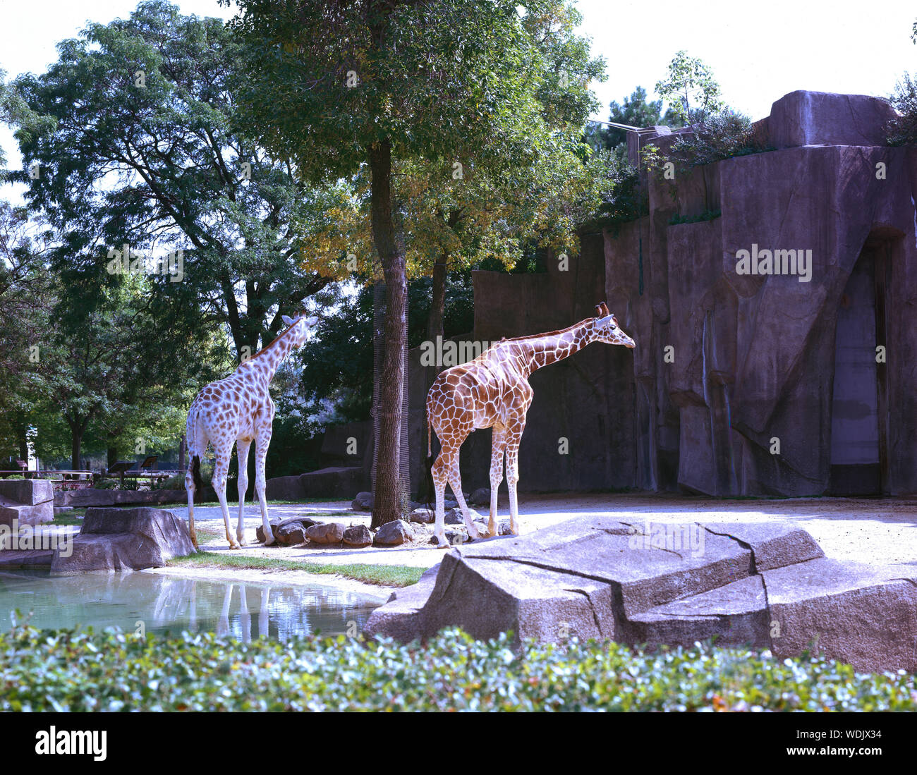 Giraffes at the Lincoln Park Zoo, Chicago, Illinois Stock Photo - Alamy