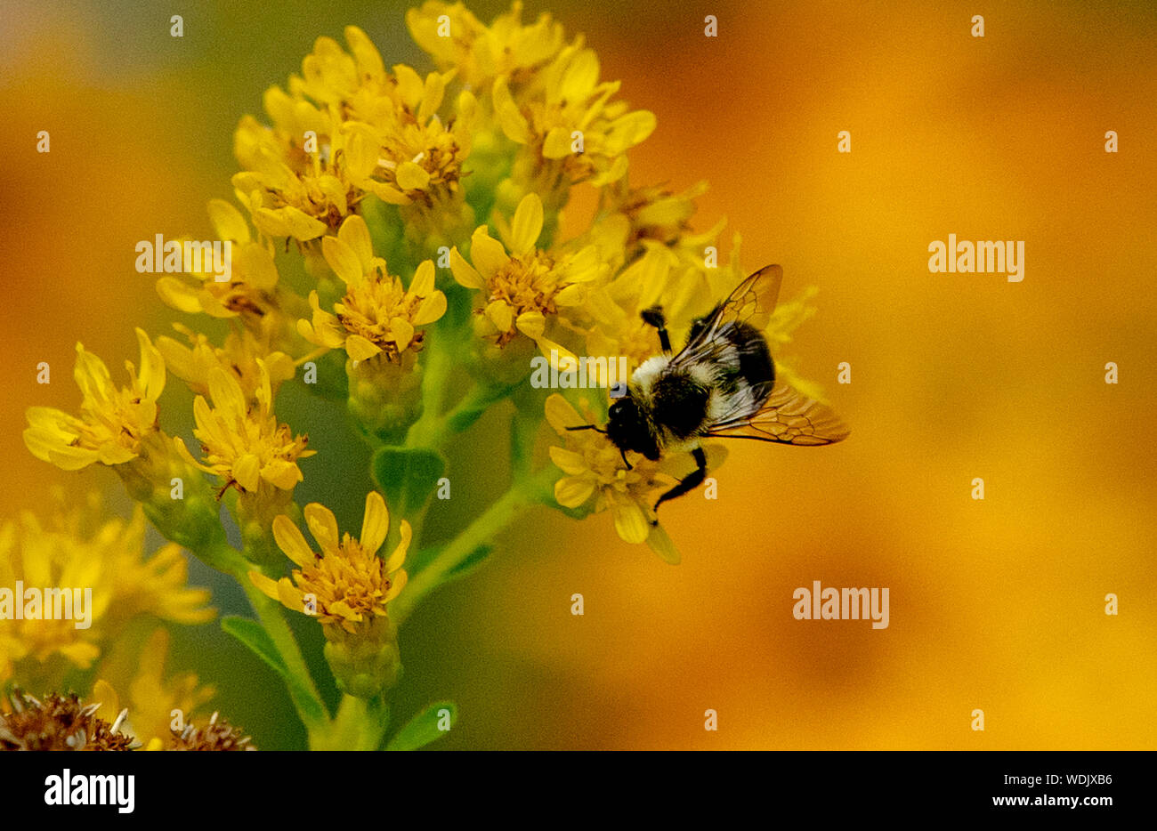 Buzzing hi-res stock photography and images - Alamy