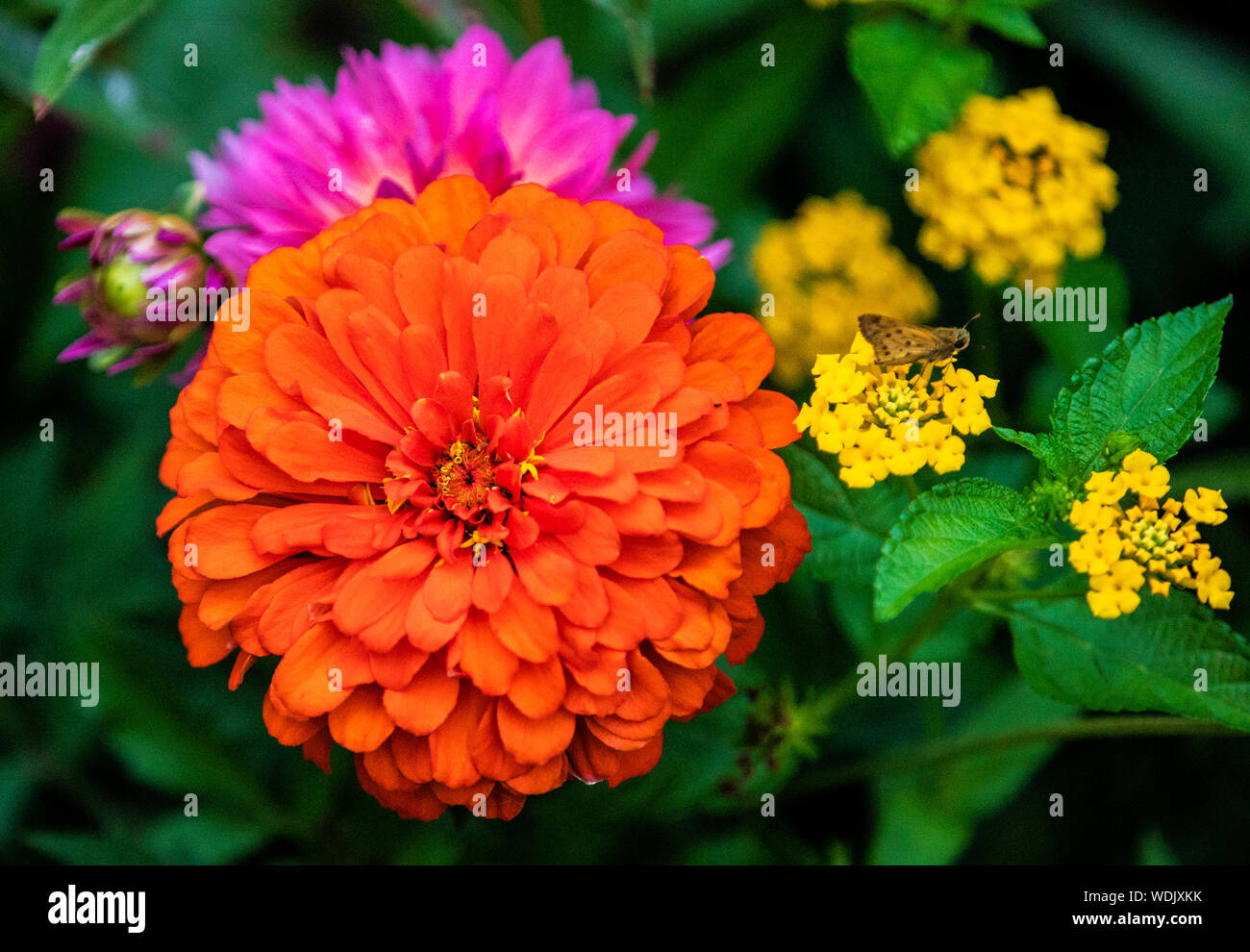 Blooming orange hi-res stock photography and images - Alamy