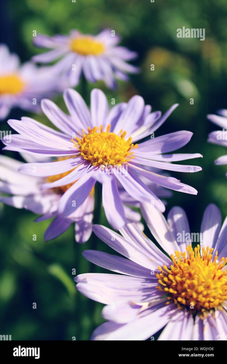 Blooming aster hi-res stock photography and images - Alamy