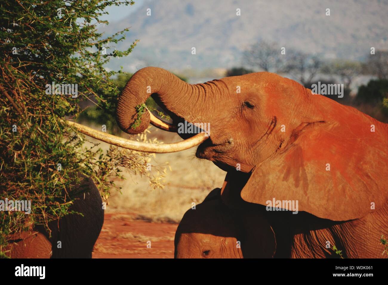 Elephant Tree And Branches High Resolution Stock Photography and Images ...
