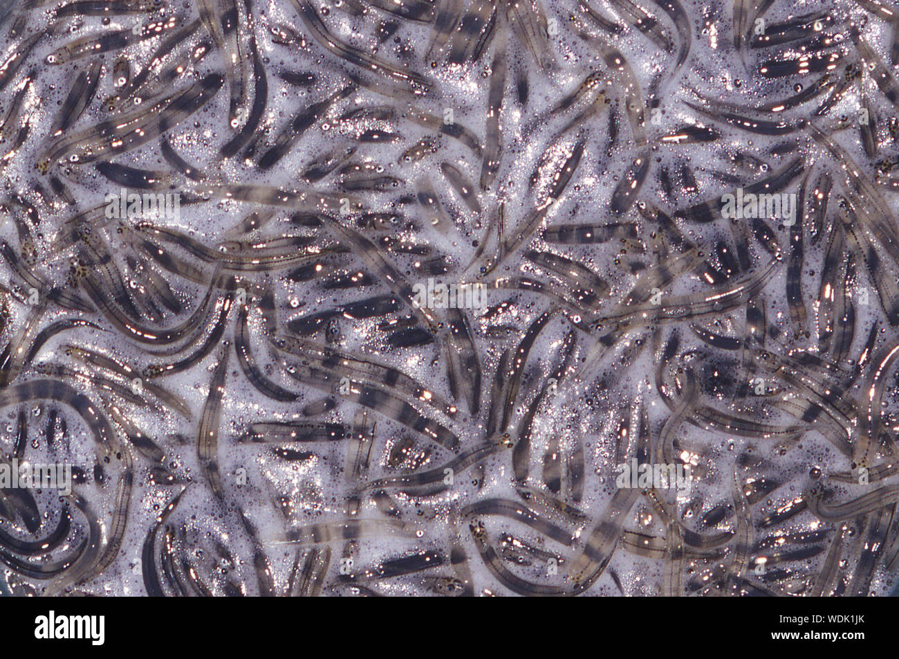 Background of whitebait, West Coast, South Island, New Zealand Stock ...