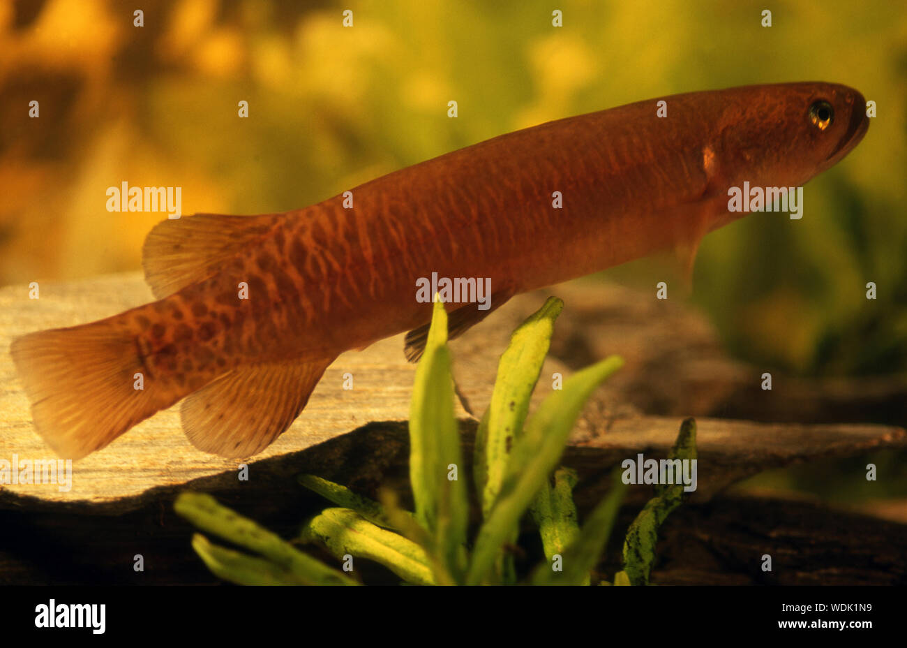 Maori fishing hi-res stock photography and images - Alamy