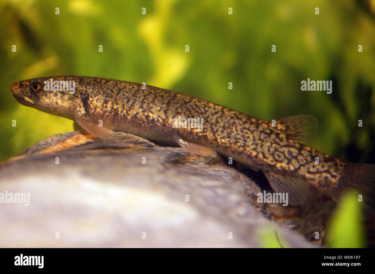 New Zealand native whitebait fish species - the galaxiiad Inanga Stock ...